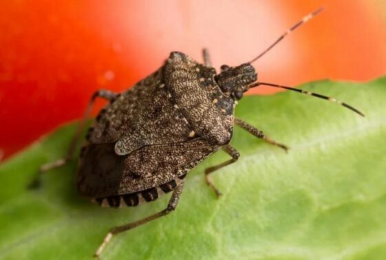 15 Must-Know Facts About Stink Bugs - Housely