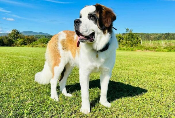 15 Dogs That Shaped the American Frontier - Housely