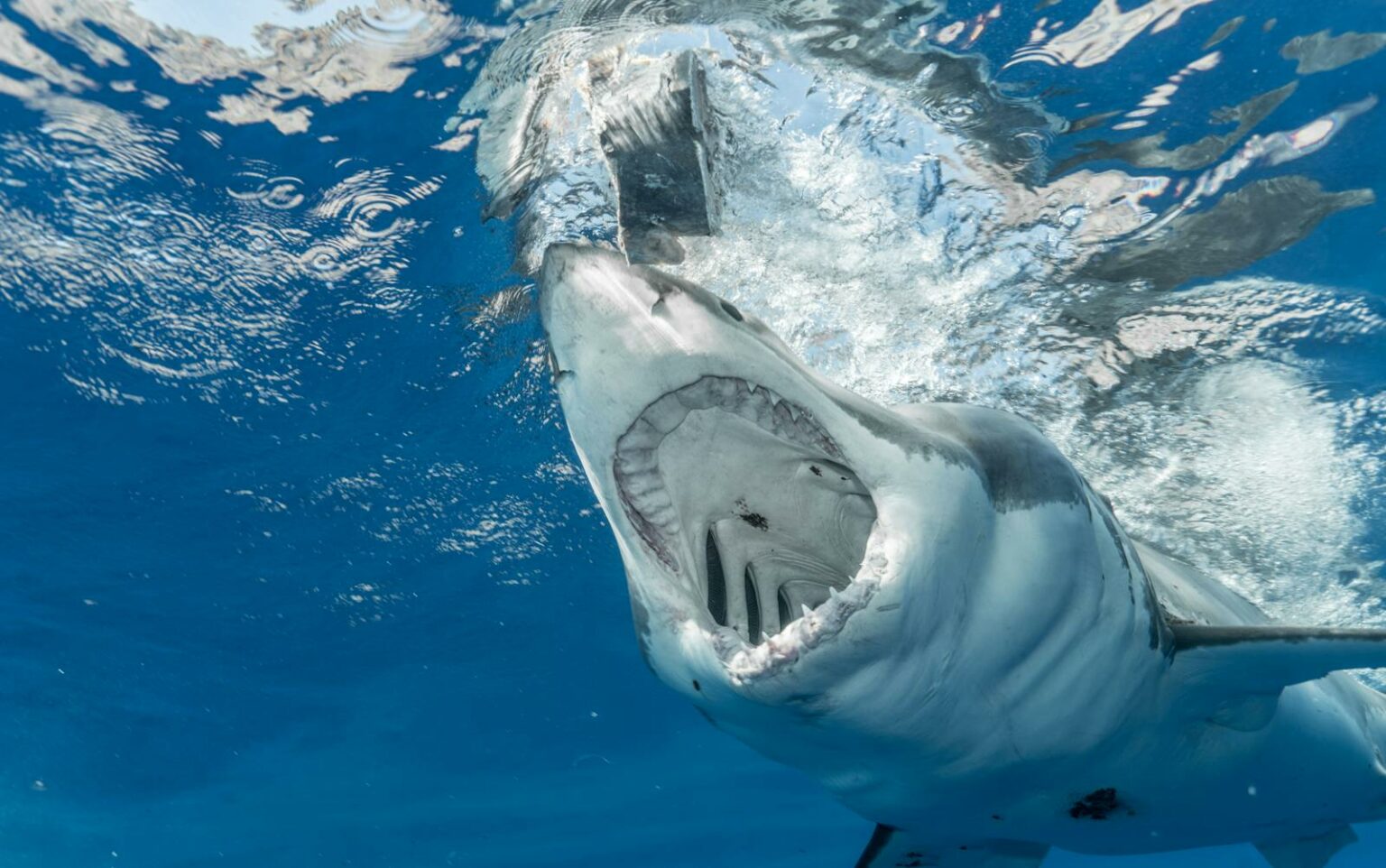 15 Amazing Facts About Sharks - Housely