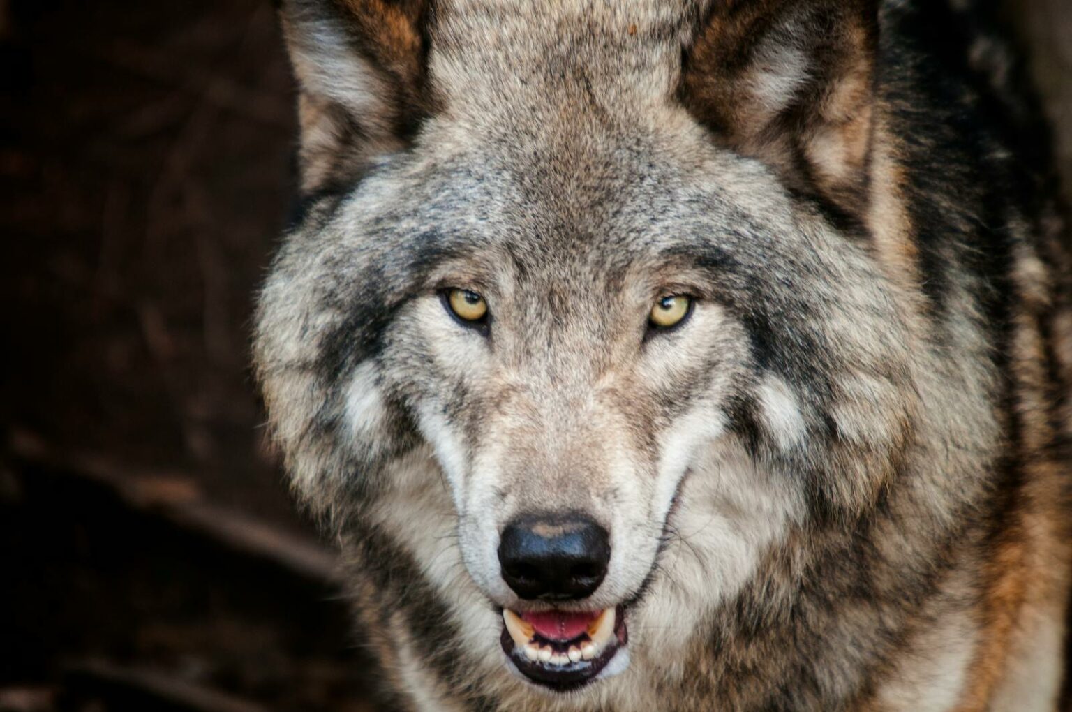 30 Interesting Facts About Wolves - Housely