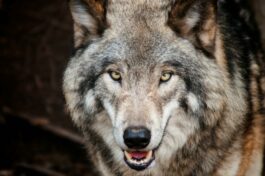 30 Interesting Facts About Wolves - Housely