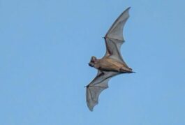 15 Animals with Incredible Speed - Housely