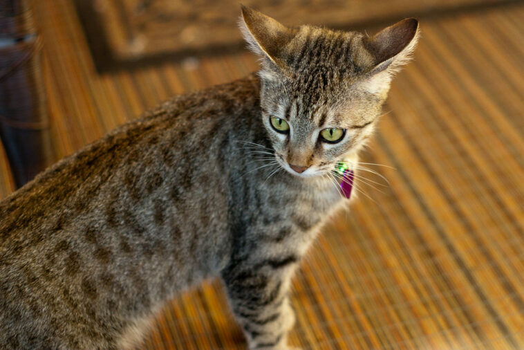 15 Most Aggressive Cat Breeds - Housely