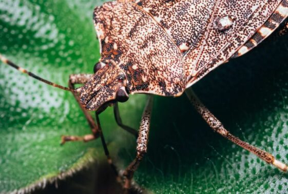 15 Must-Know Facts About Stink Bugs - Housely