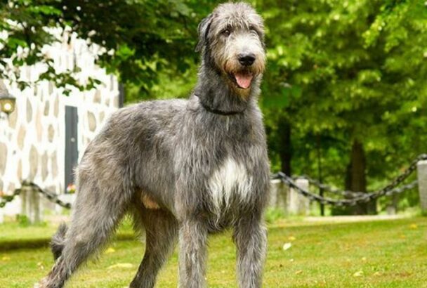 15 Dogs That Shaped the American Frontier - Housely