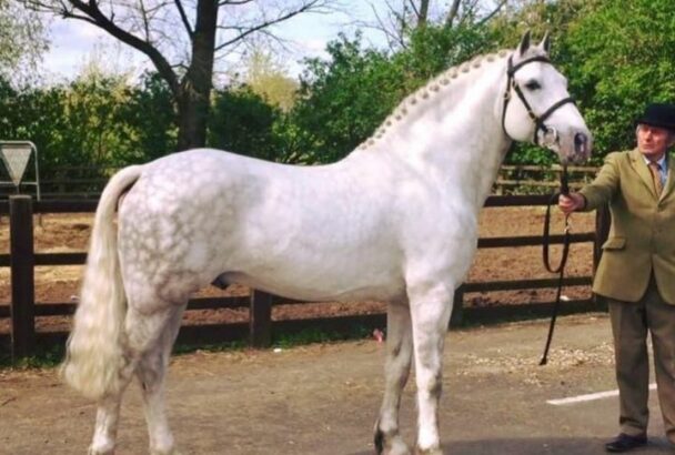 15 Largest Horses on Earth - Housely