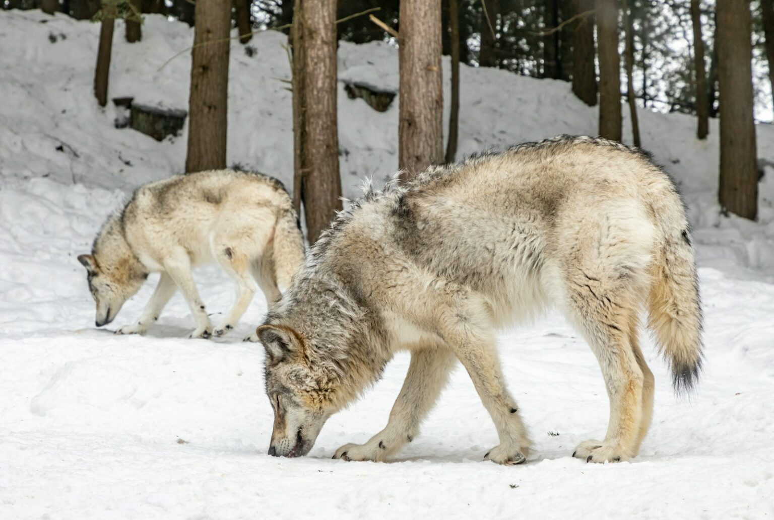 30 Interesting Facts About Wolves - Housely