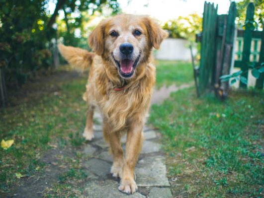 15 Reasons Why Random Dogs Like You - Housely