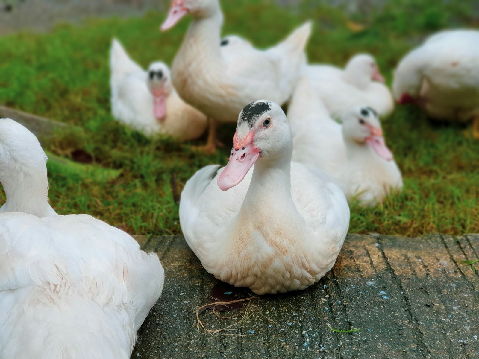 10 Interesting Facts About Ducks - Housely