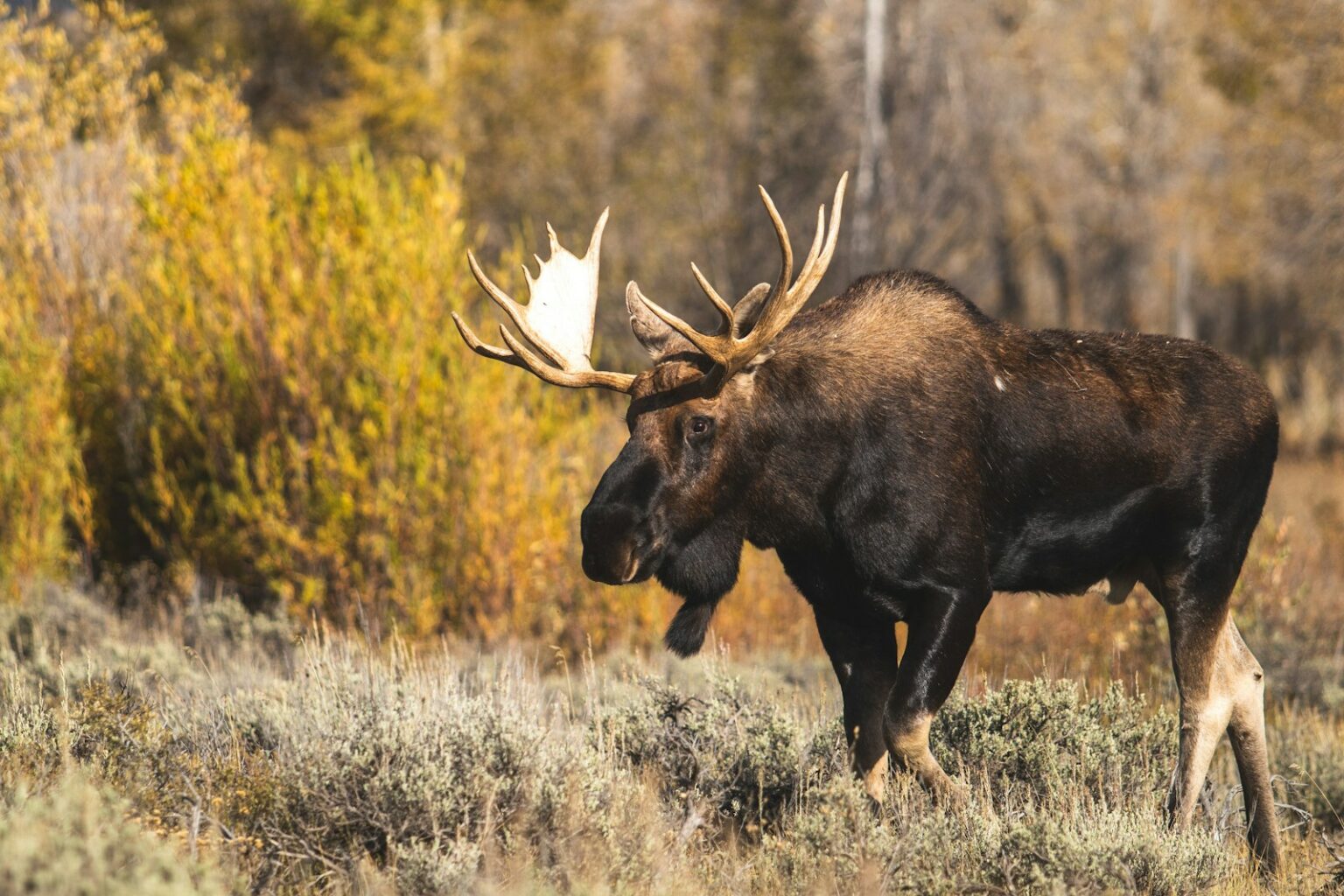 15 Weird & Wonderful Moose Facts - Housely