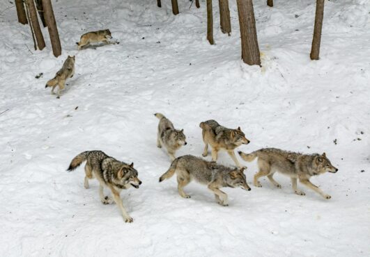 30 Interesting Facts About Wolves - Housely