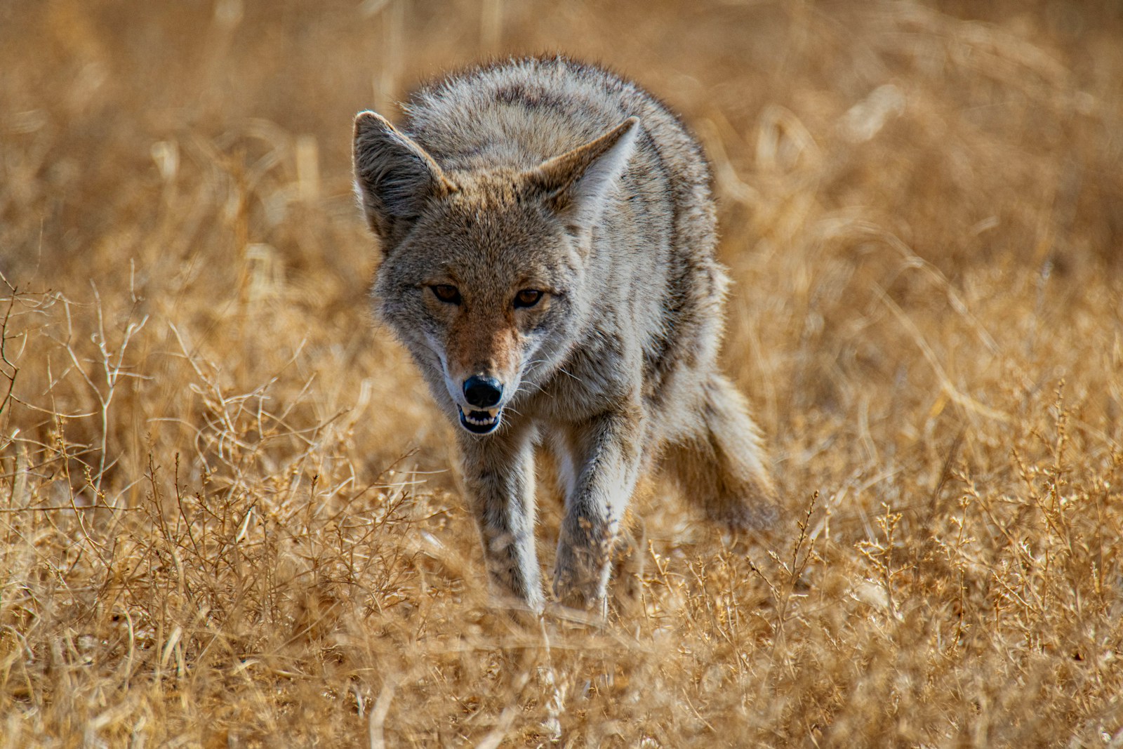 15 Cool Facts About Coyotes - Housely