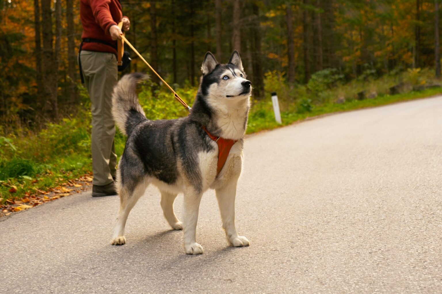 10 Incredible Siberian Husky Facts - Housely