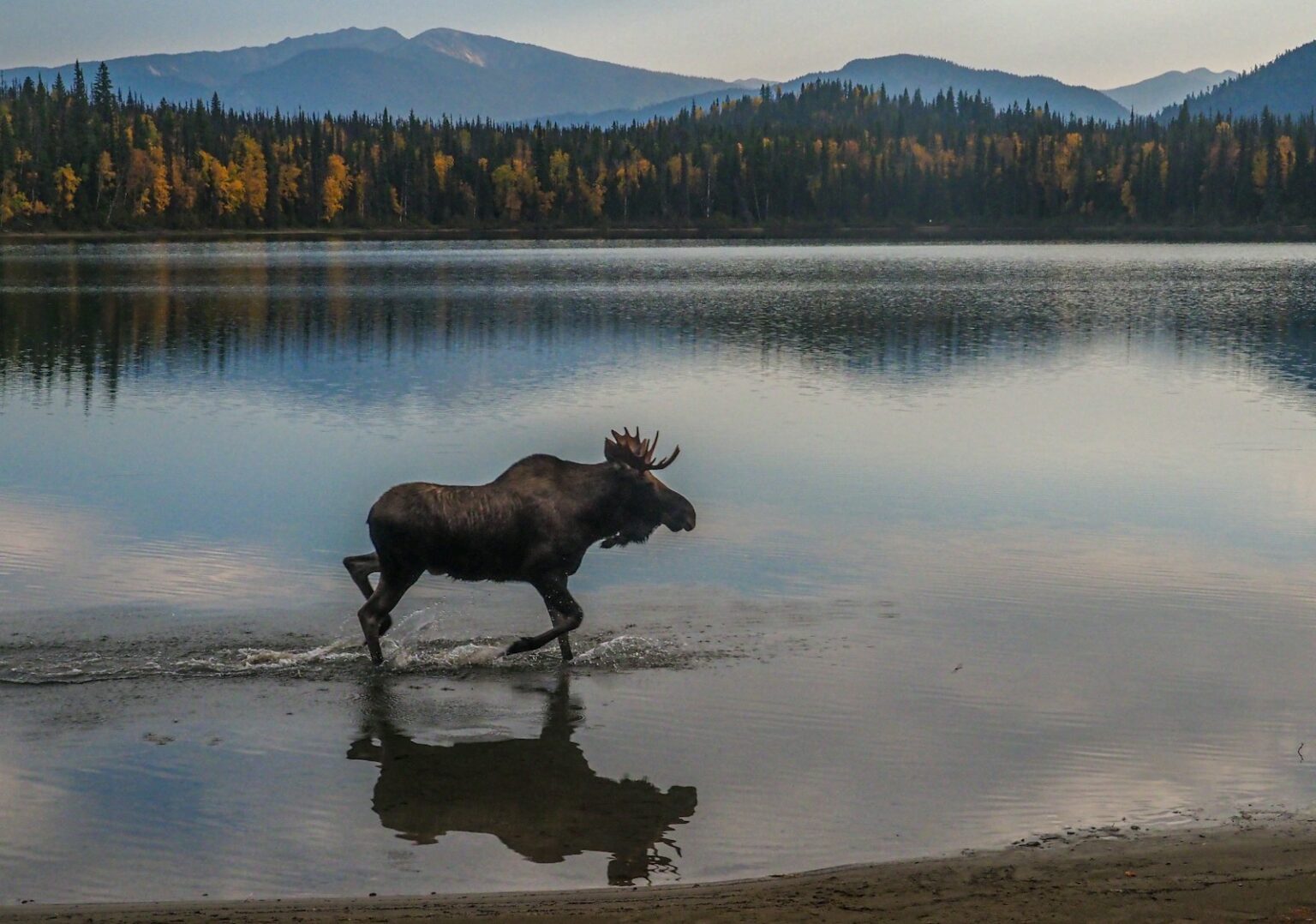 15 Weird & Wonderful Moose Facts - Housely