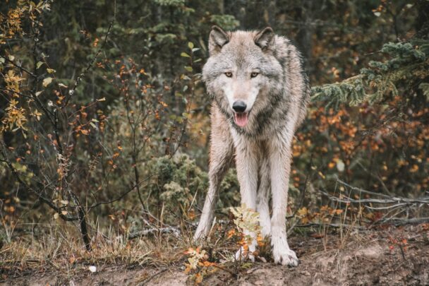 30 Interesting Facts About Wolves - Housely