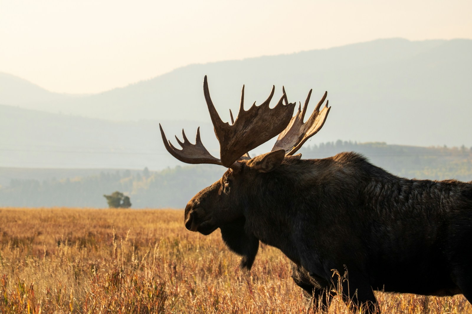 15 Weird & Wonderful Moose Facts - Housely