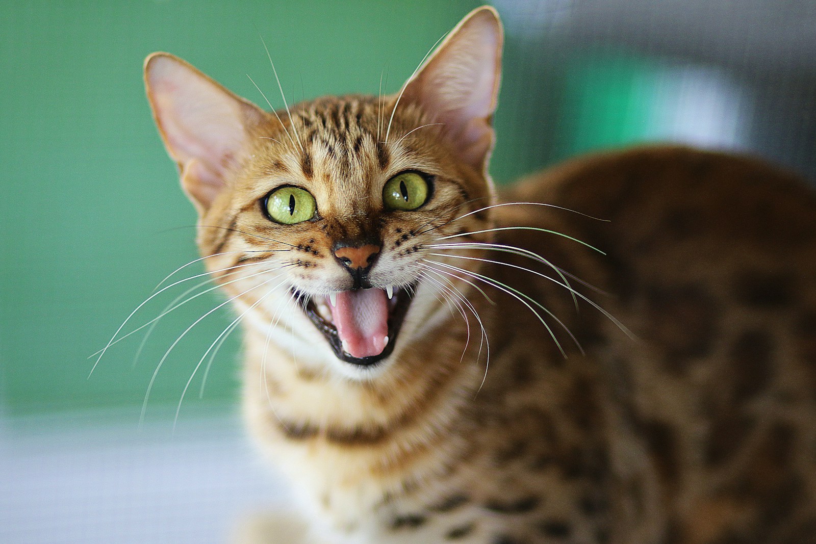 15 Most Aggressive Cat Breeds - Housely
