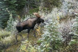 15 Weird & Wonderful Moose Facts - Housely