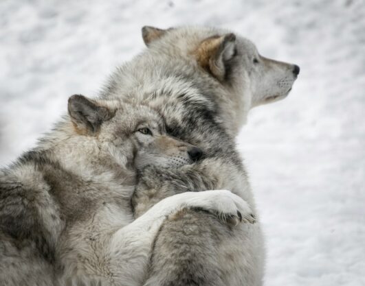 30 Interesting Facts About Wolves - Housely