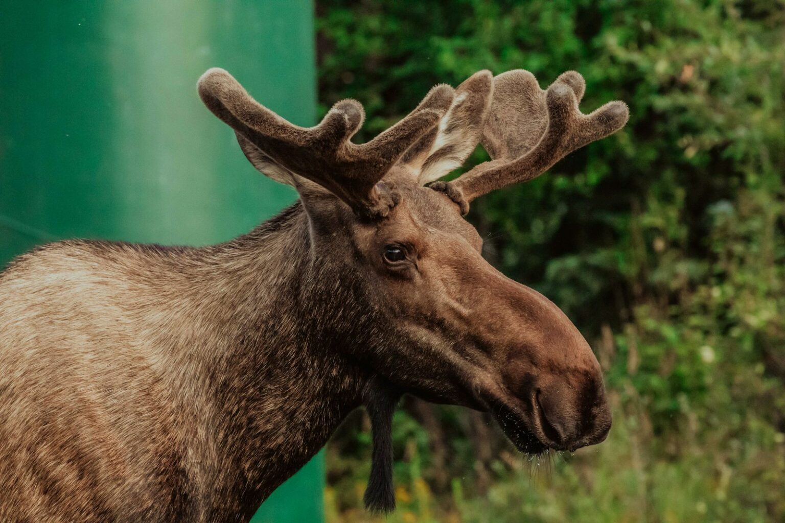 15 Weird & Wonderful Moose Facts - Housely