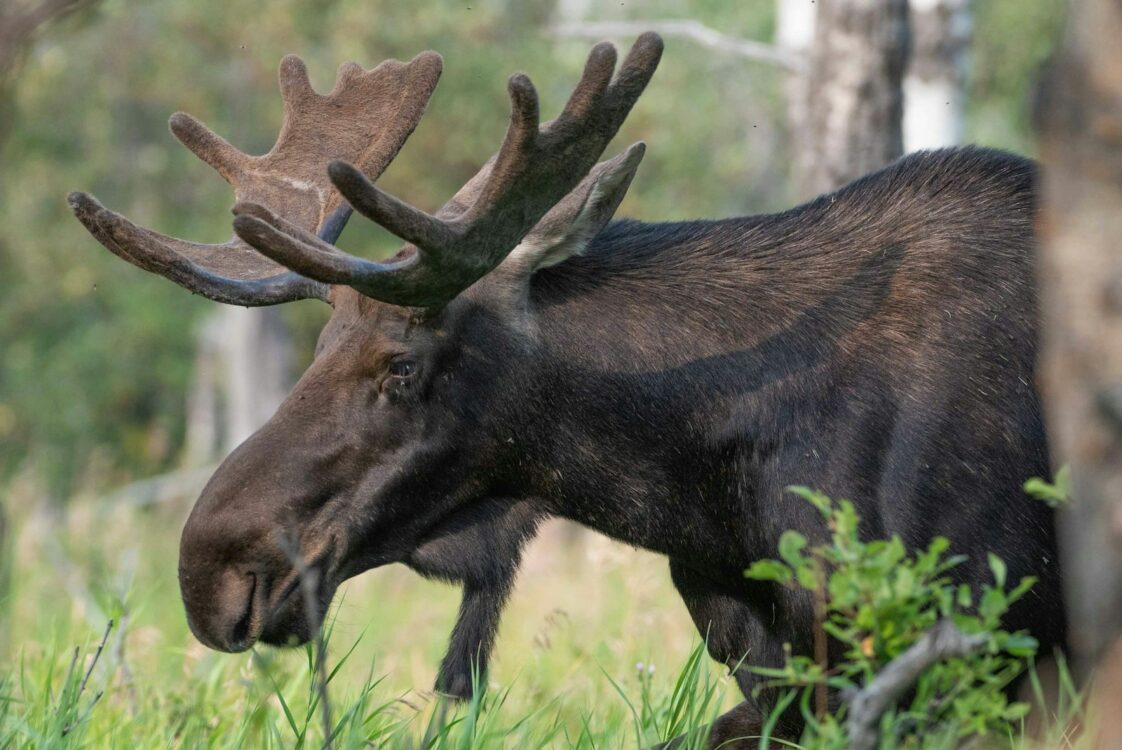 15 Weird & Wonderful Moose Facts - Housely