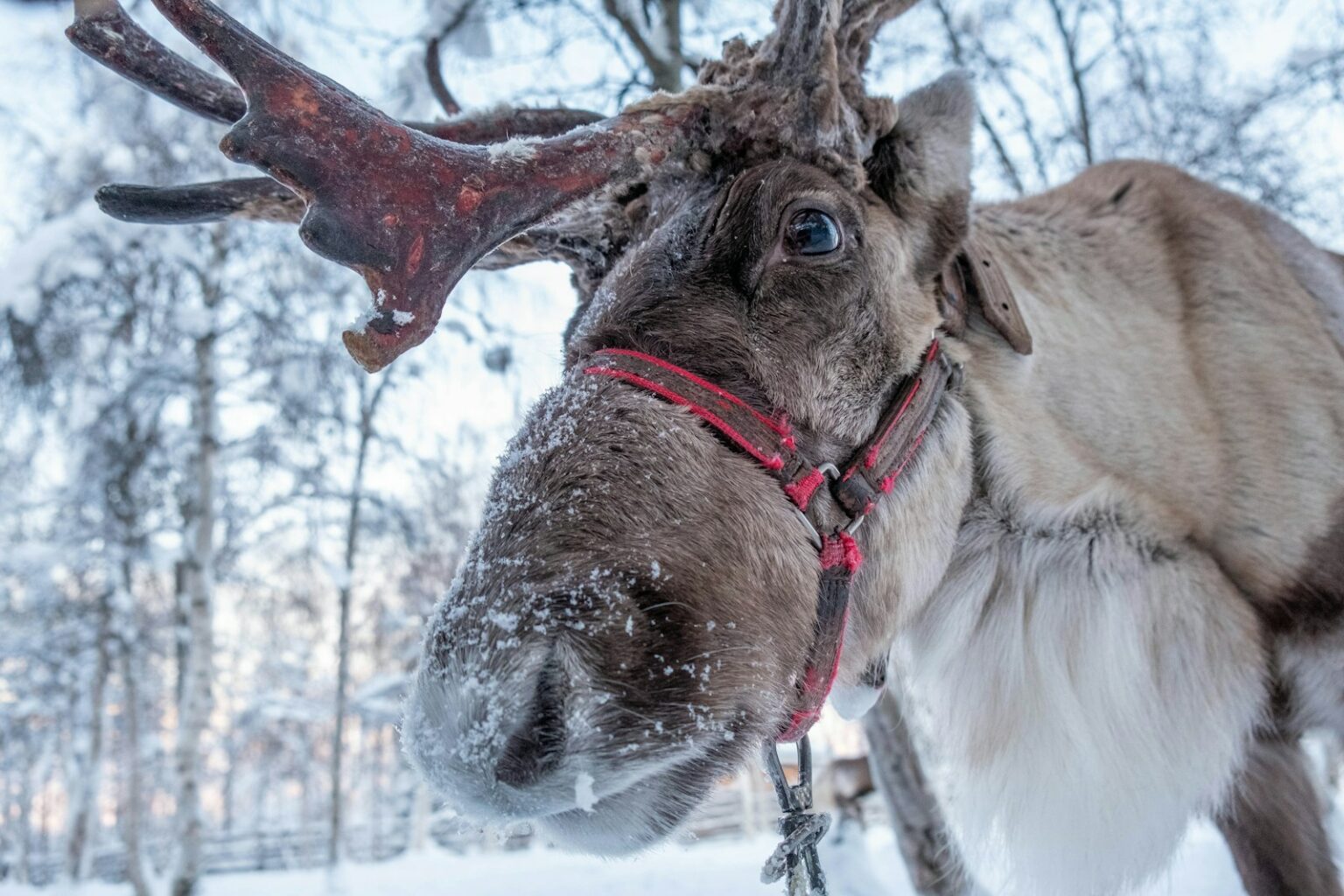 15 Surprising Facts About Reindeer - Housely