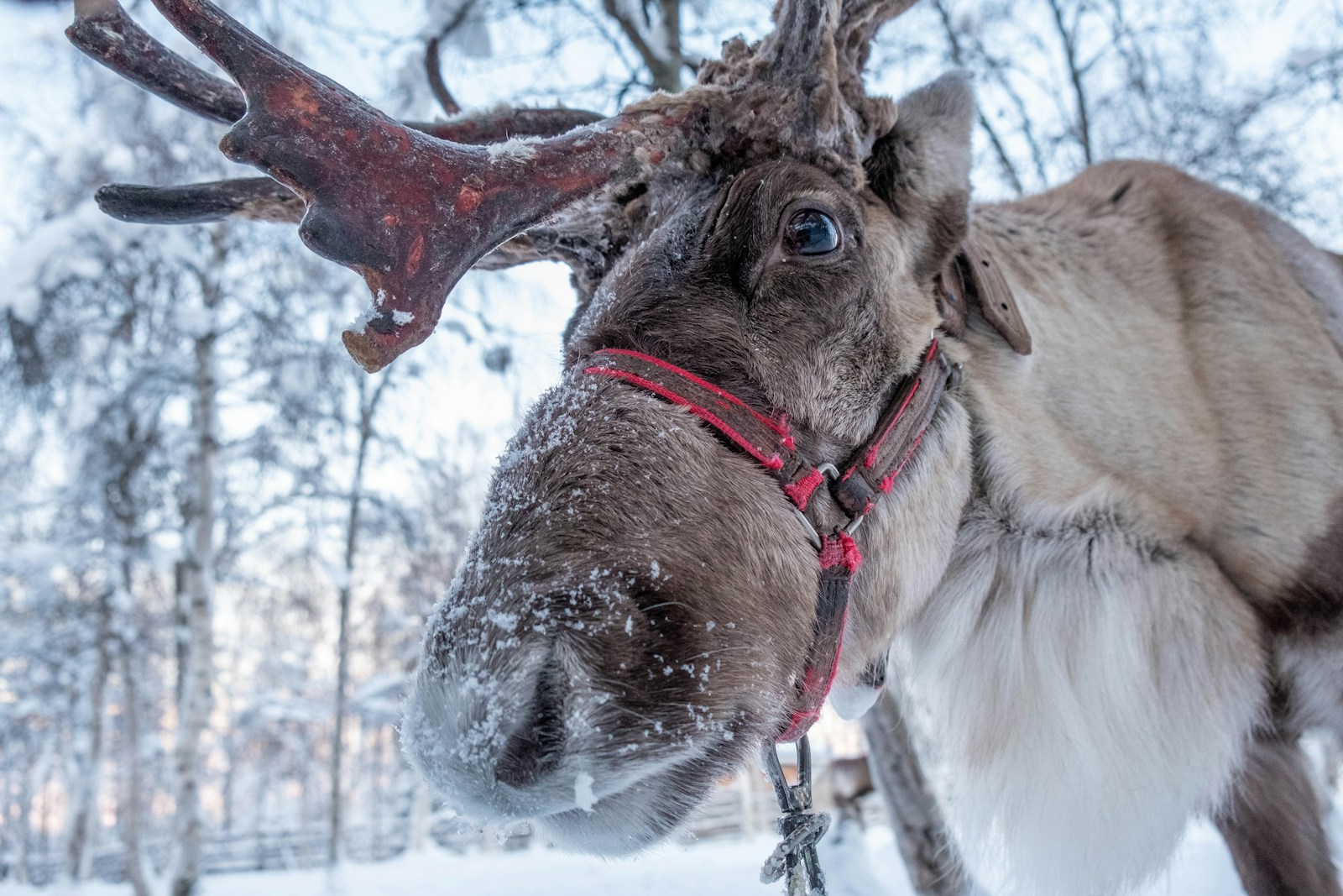 15 Surprising Facts About Reindeer - Housely
