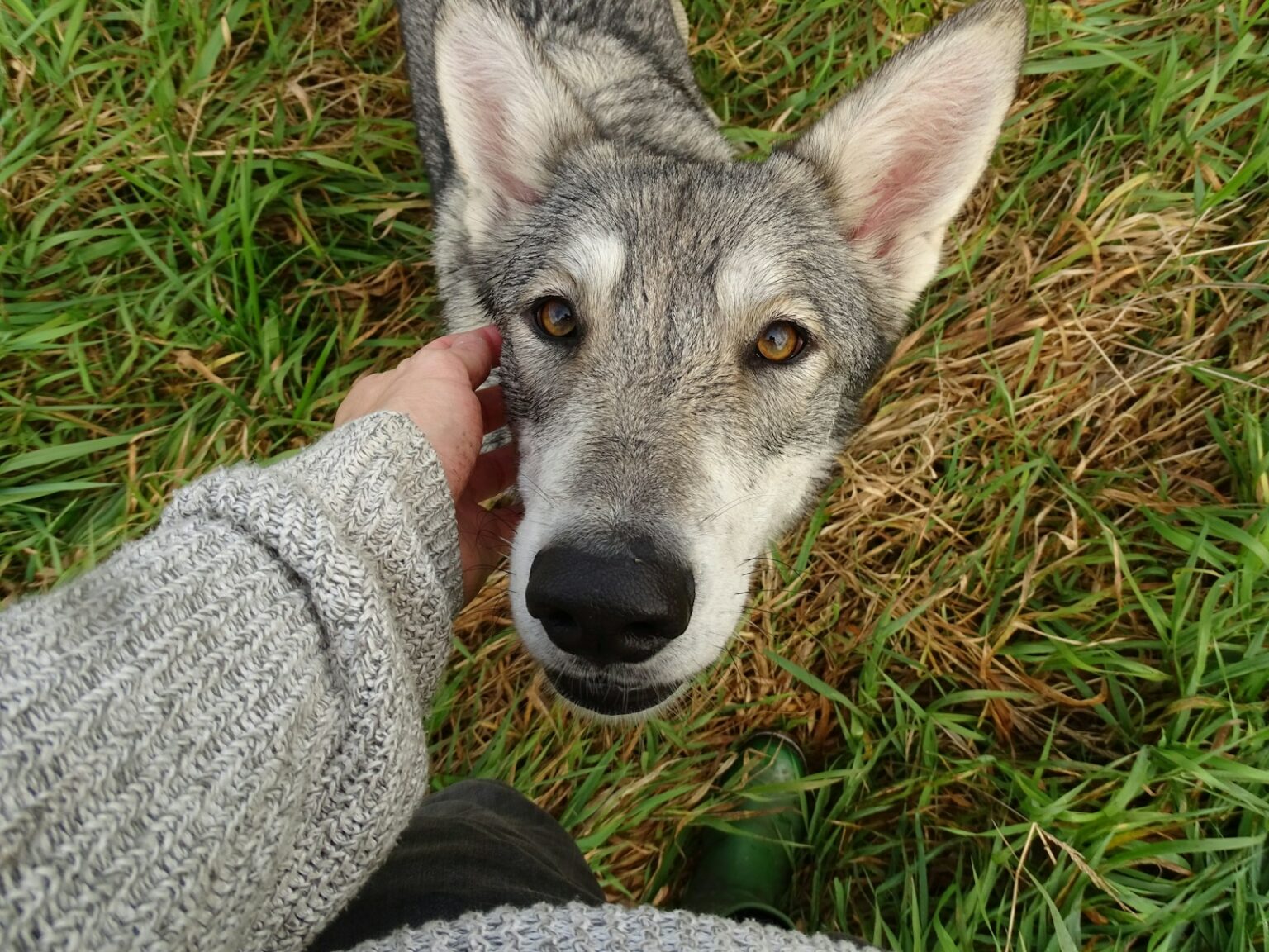 30 Interesting Facts About Wolves - Housely