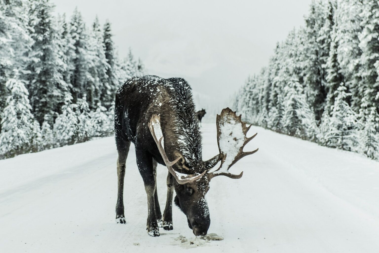 15 Weird & Wonderful Moose Facts - Housely