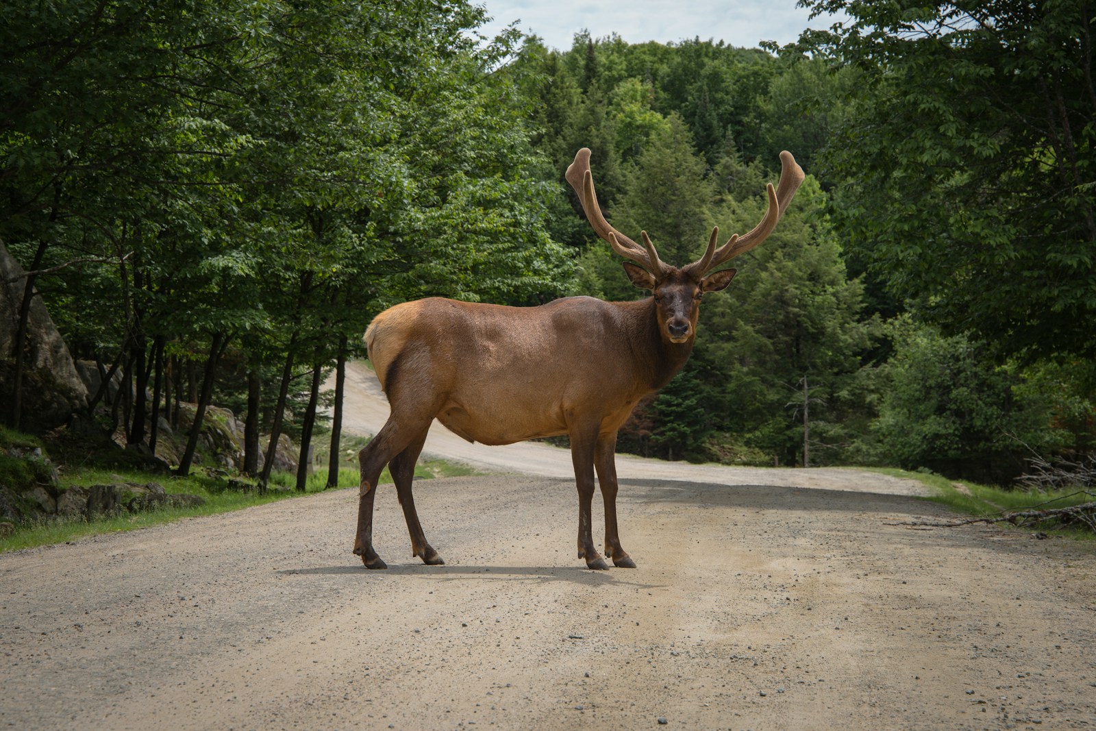 15 Weird & Wonderful Moose Facts - Housely