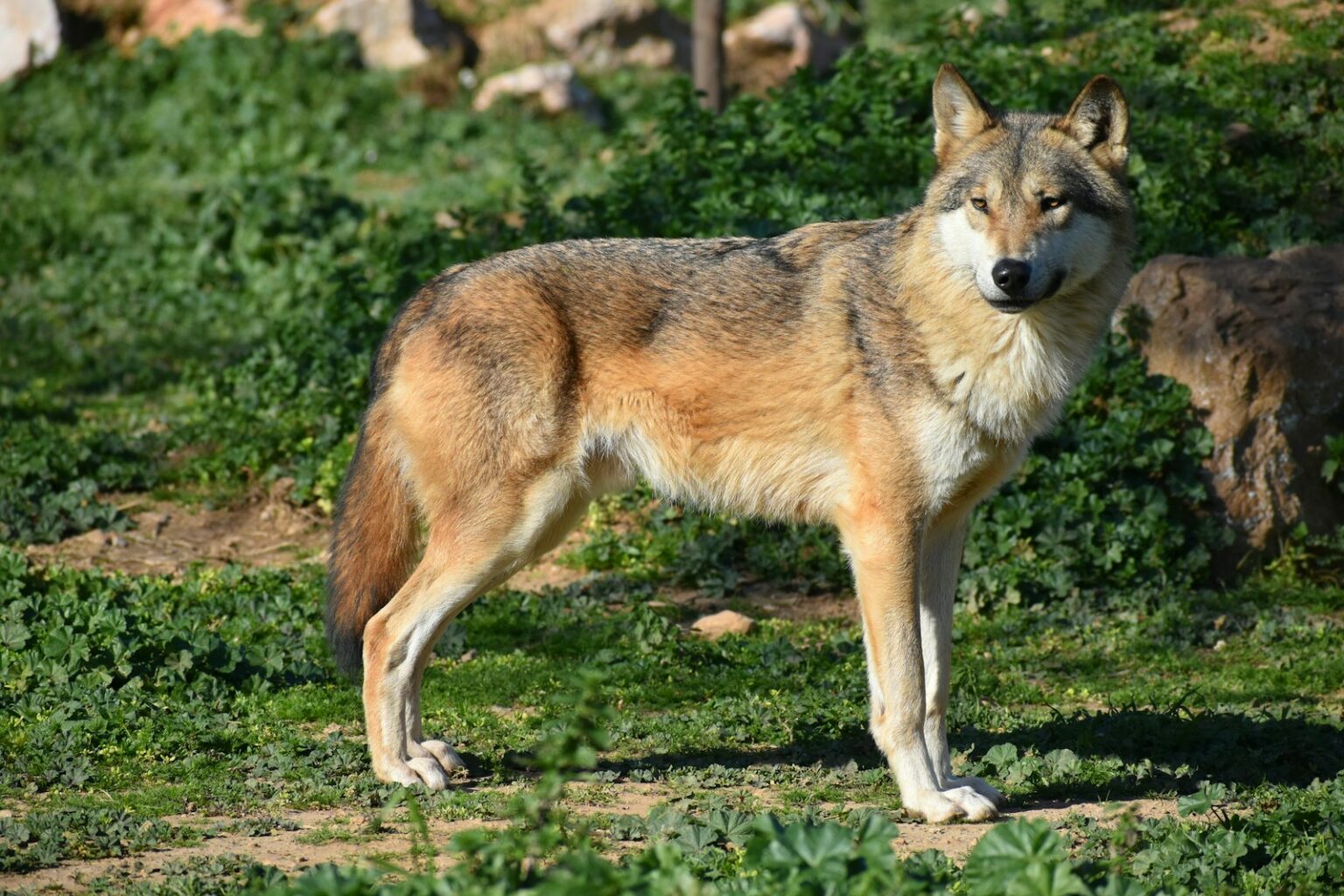 30 Interesting Facts About Wolves - Housely
