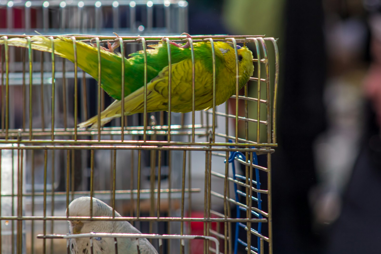 10 Reasons Your Parrot Stopped Talking - Housely