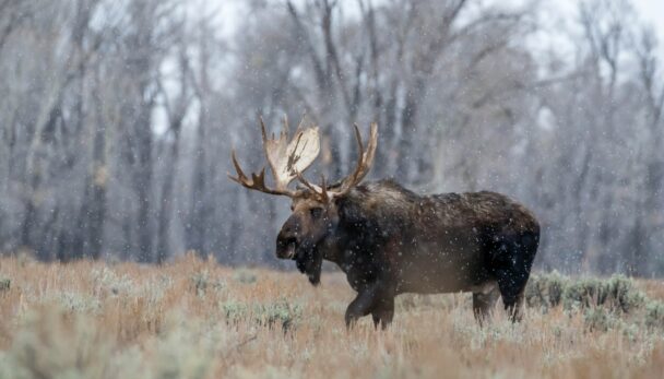 15 Weird & Wonderful Moose Facts - Housely