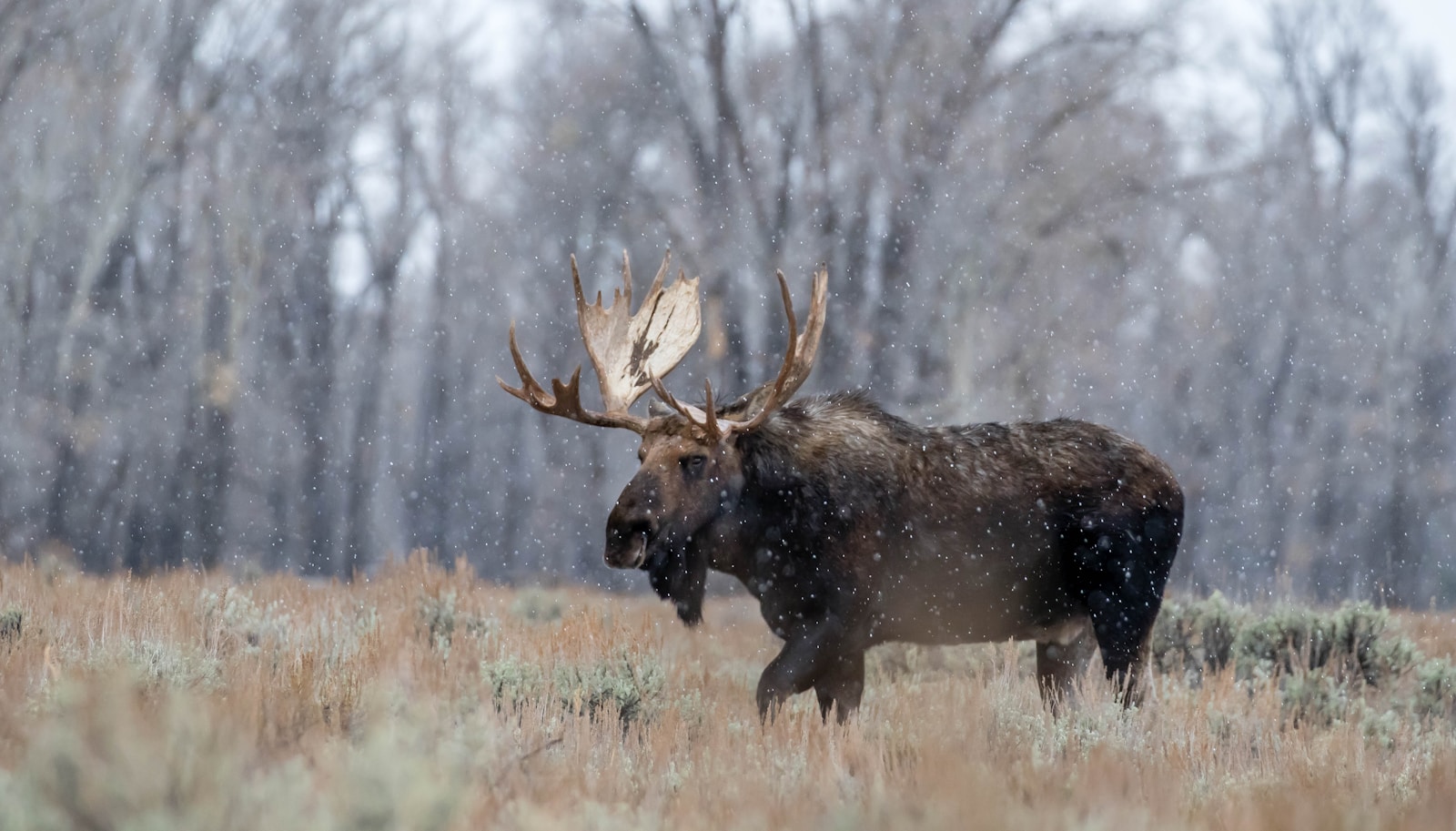 15 Weird & Wonderful Moose Facts - Housely
