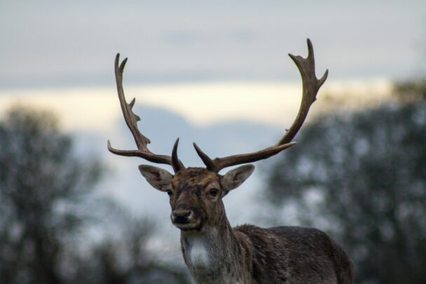 15 Surprising Facts About Reindeer - Housely