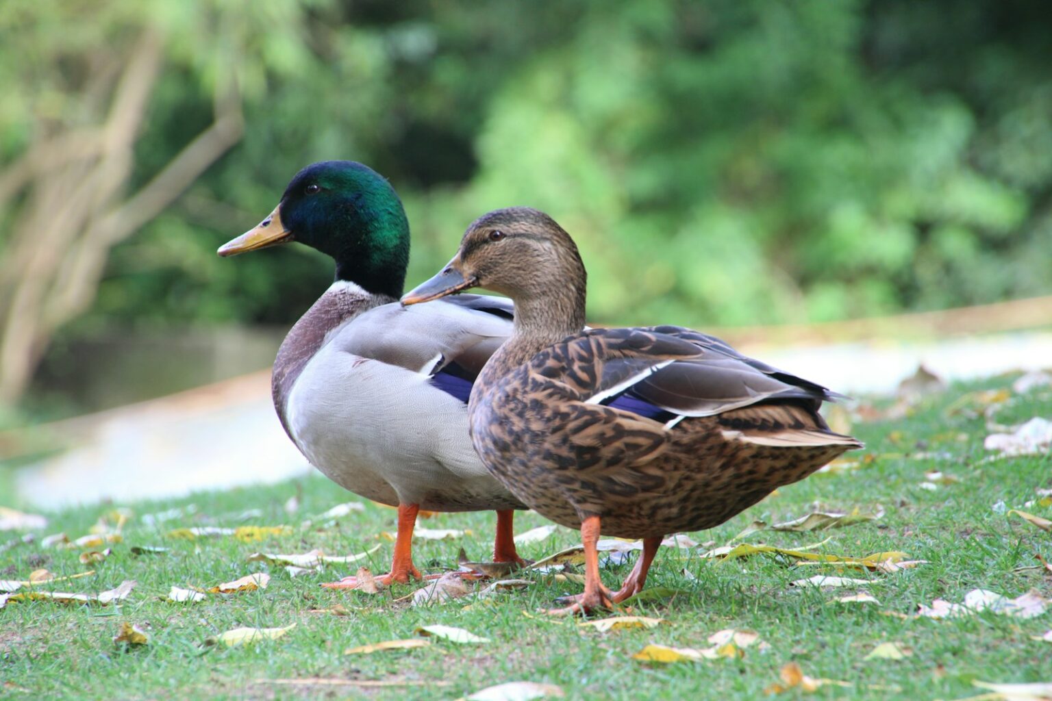 10 Interesting Facts About Ducks - Housely
