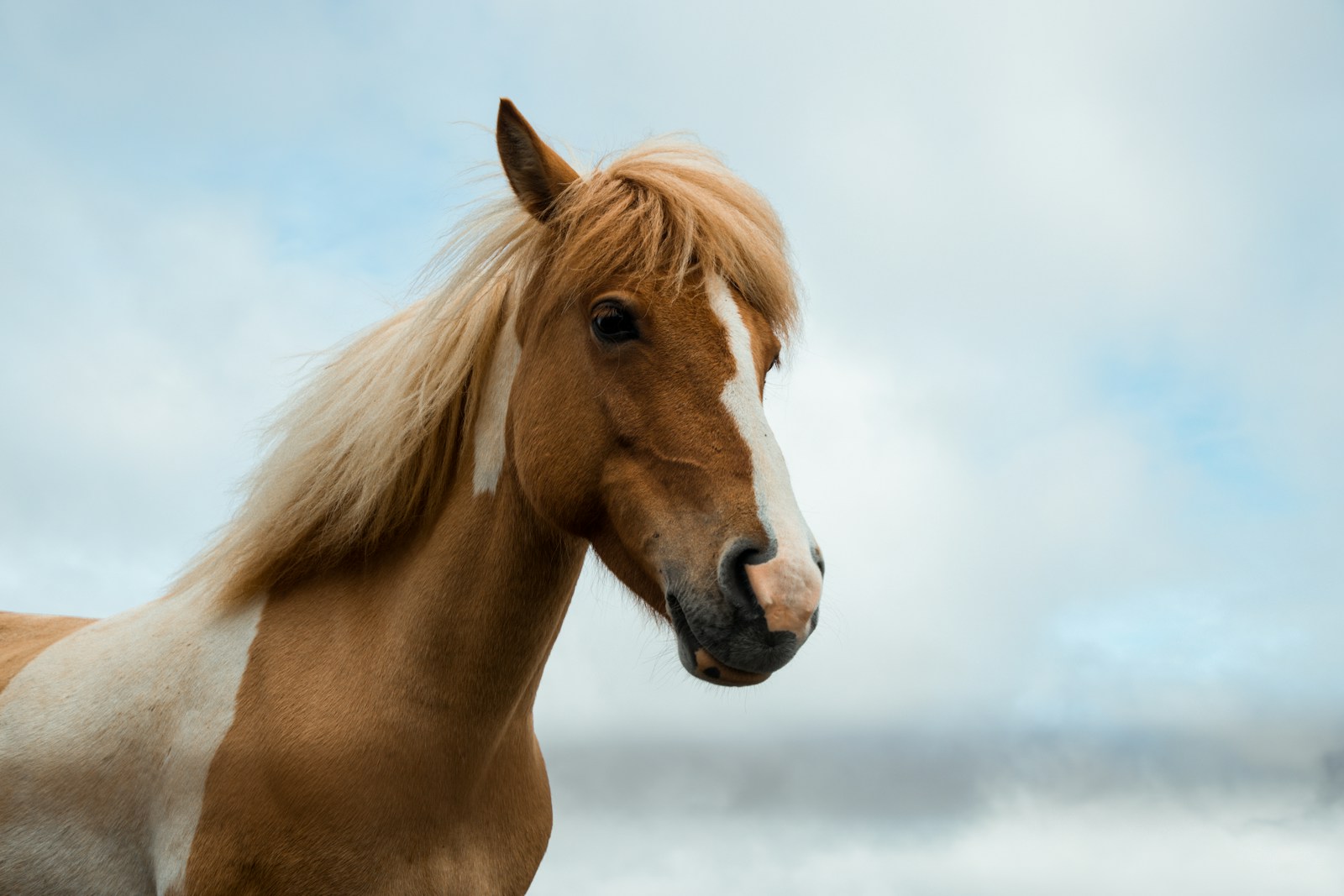 19 Most Popular House Pets in America - Housely