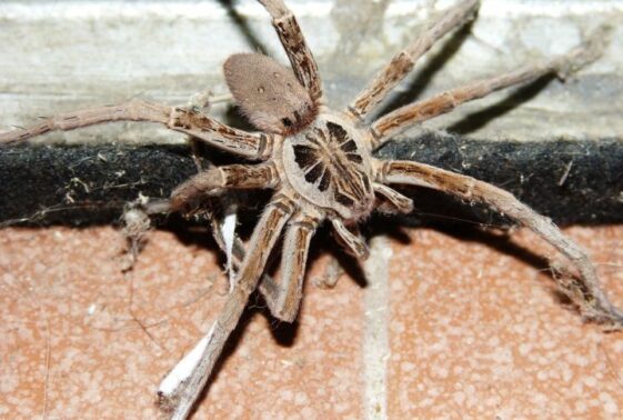 15 Types of Spiders That Make Great Pets - Housely