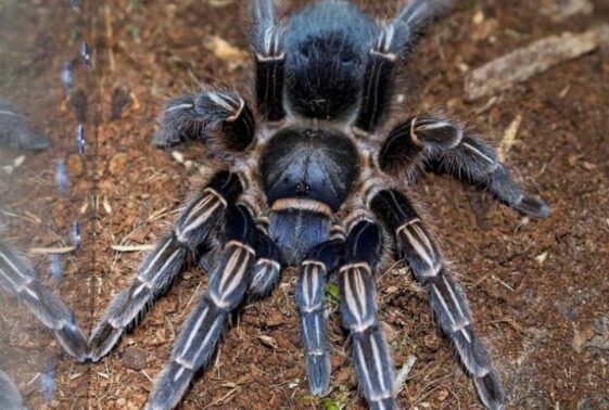 15 Types of Spiders That Make Great Pets - Housely