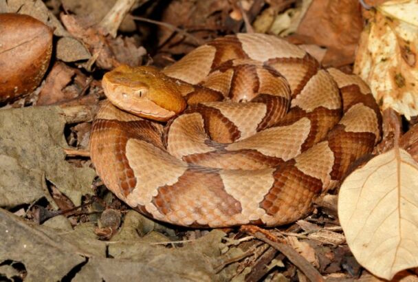 15 Ways to Identify a Venomous Snake in Your Backyard - Housely