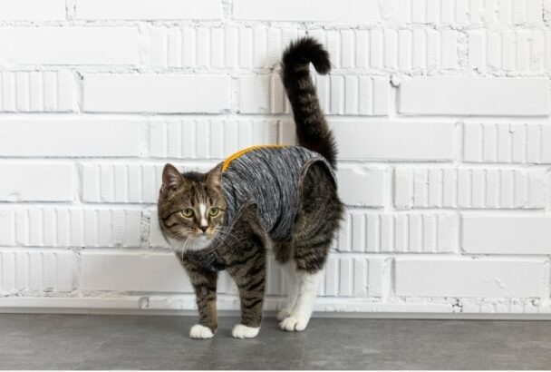 15 Tips To Keep Your Outdoor Cats Safe - Housely