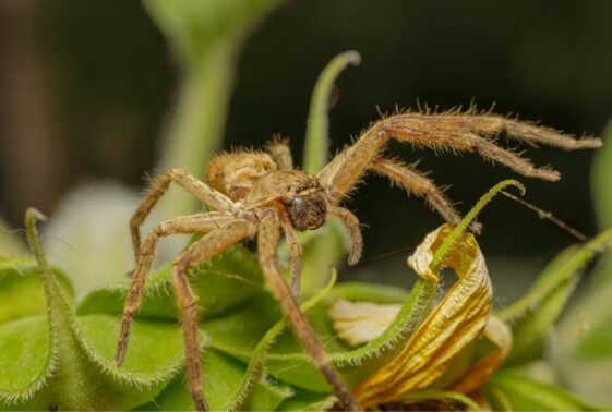 15 Types of Spiders That Make Great Pets - Housely