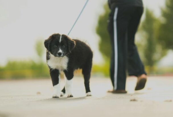 15 Tips to Help Your Dog Master the Art of Heeling - Housely