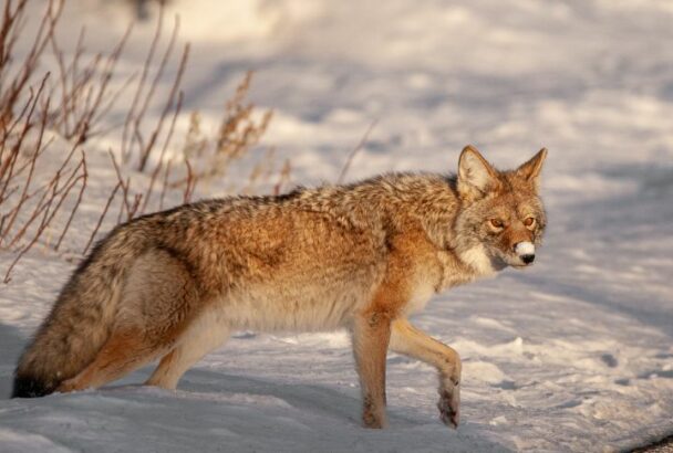 15 Animals That Scare Off Coyotes - Housely