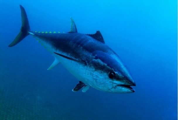 The 15 Exotic Varieties of Tuna - Housely