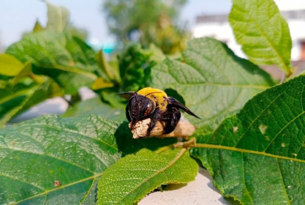 15 Proven Ways to Eliminate Carpenter Bees - Housely