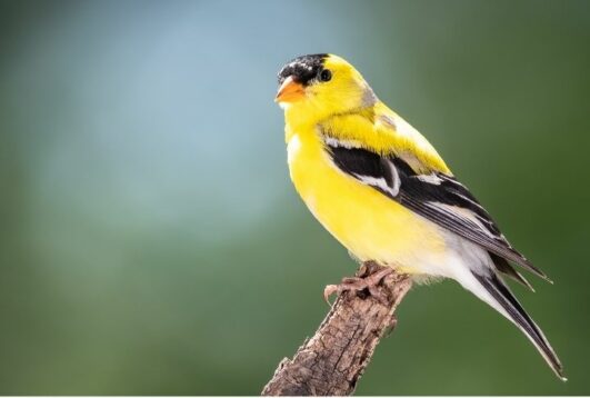 15 Stunning Birds That Live In North America - Housely