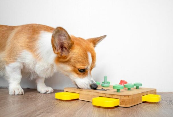 15 Interactive Dog Toys for Unforgettable Playtime - Housely