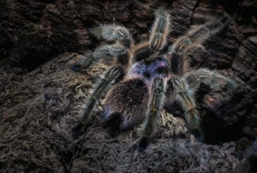 15 Types of Spiders That Make Great Pets - Housely