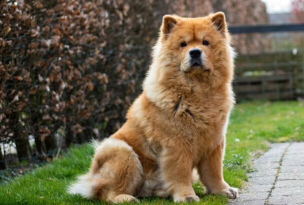 15 Low-Energy Dog Breeds Ideal for Relaxation - Housely